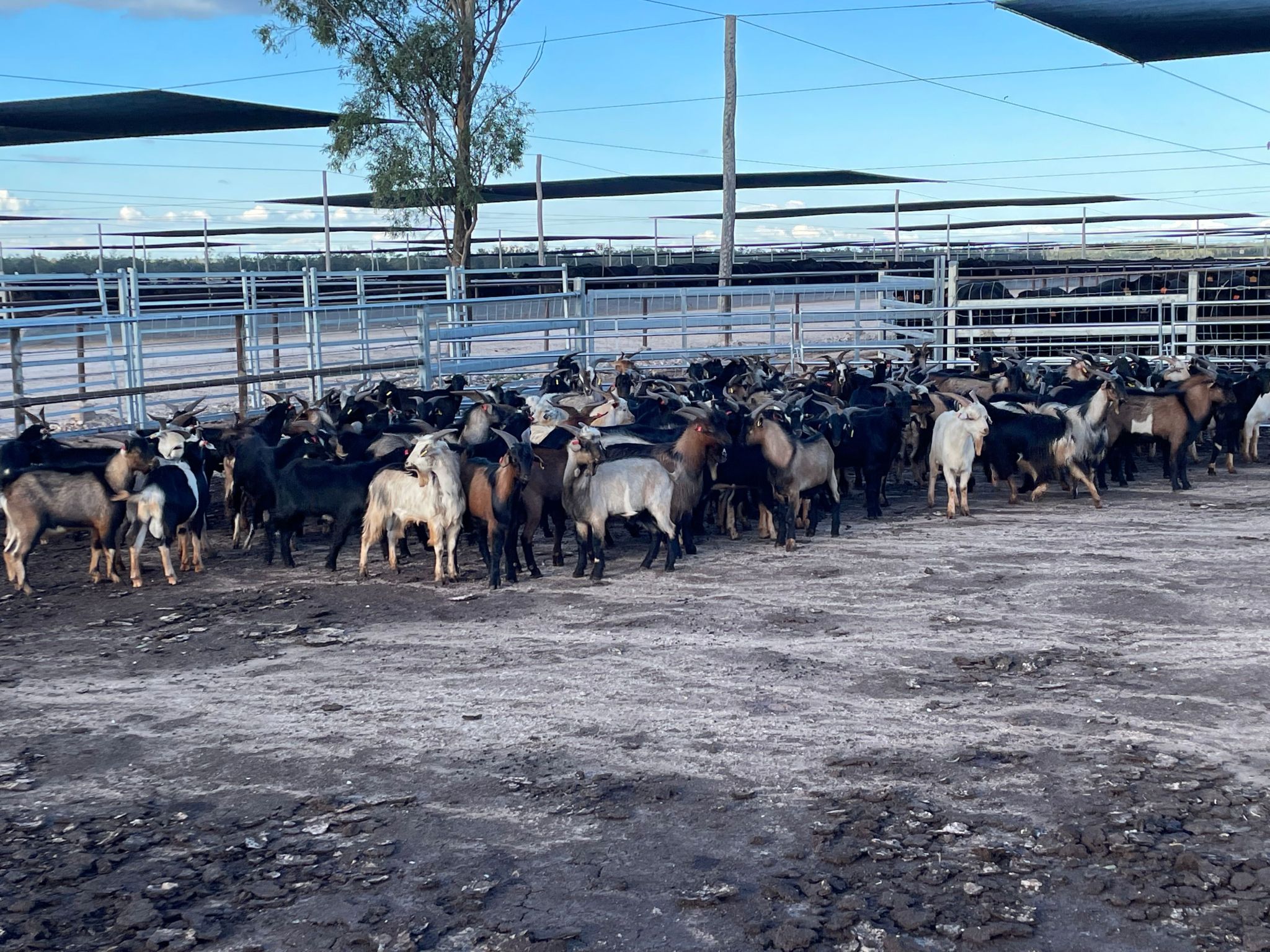 GOAT FARMS AUSTRALIA – Since 1957 … and now a sustainable, integrated ...